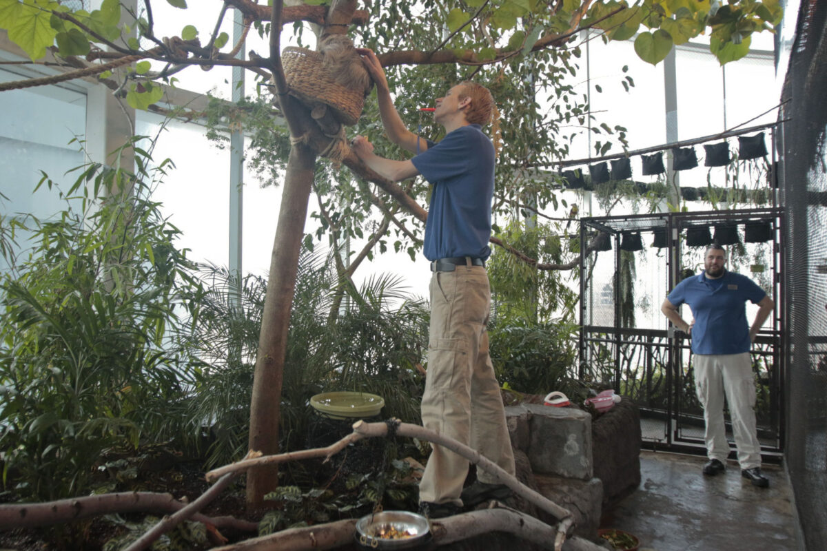 Meeting the sloths of the Loveland Living Planet Aquarium | News ...